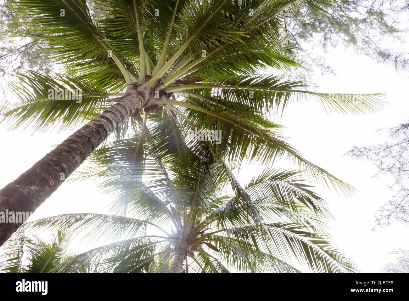 top of coconut tree Stock Photo - Alamy