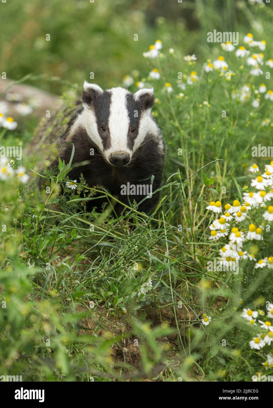 European badger Meles meles (captive), walking through flower meadow ...
