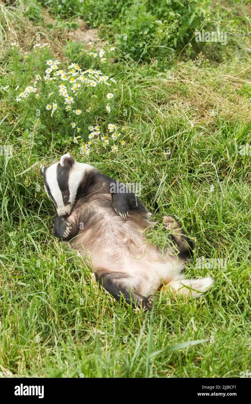 European badger Meles meles (captive), sitting in meadow scratching ...