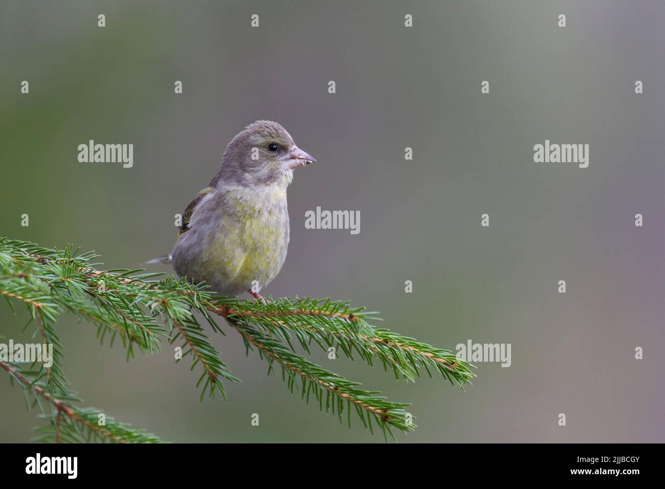 European greenfinch Chloris chloris, female perched on branch in garden ...