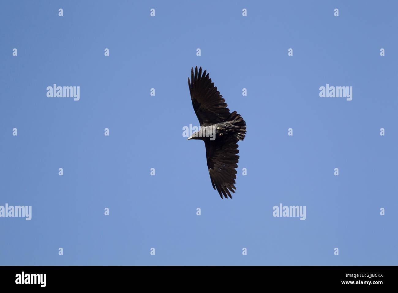 Fan-tailed raven Corvus rhipidurus, in flight against a blue sky, Ethio ...