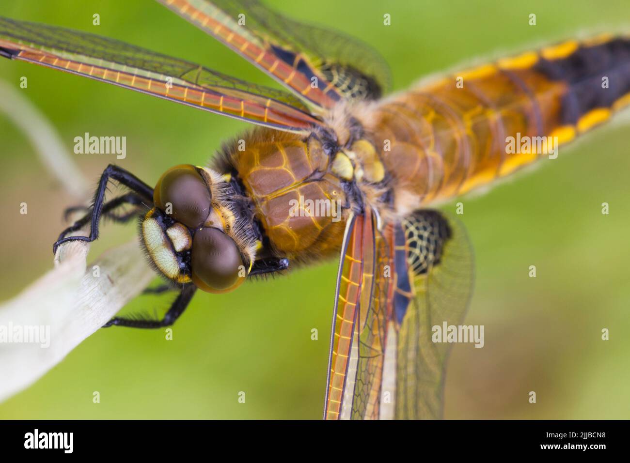 Four-spotted chaser Libellula quadrimaculata, adult female, roosting on ...
