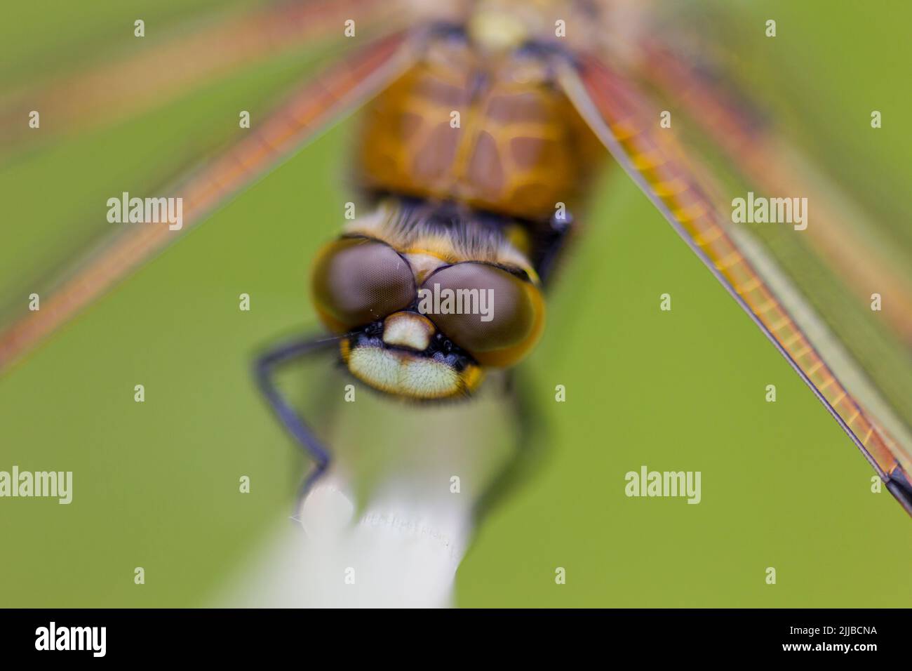 Four-spotted chaser Libellula quadrimaculata, female roosting on reed ...