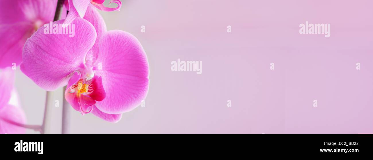 Beautiful Orchids flower large background for banner with cope space ...