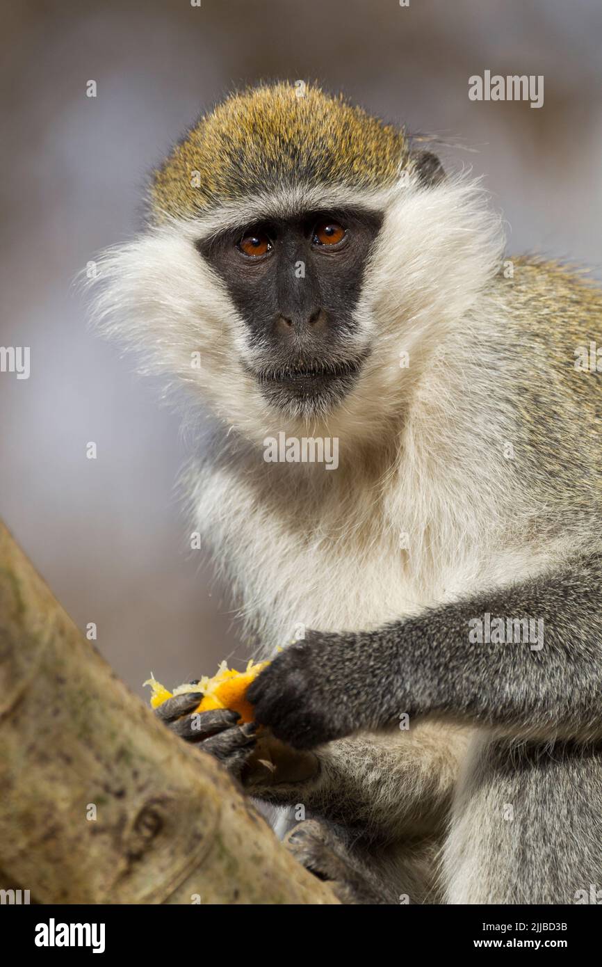 Grivet Chlorocebus aethiops, adult, feeding on fruit, Amora Gedel ...