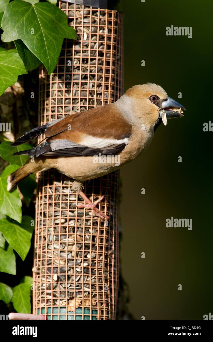 St meyme de rozens hi-res stock photography and images - Alamy