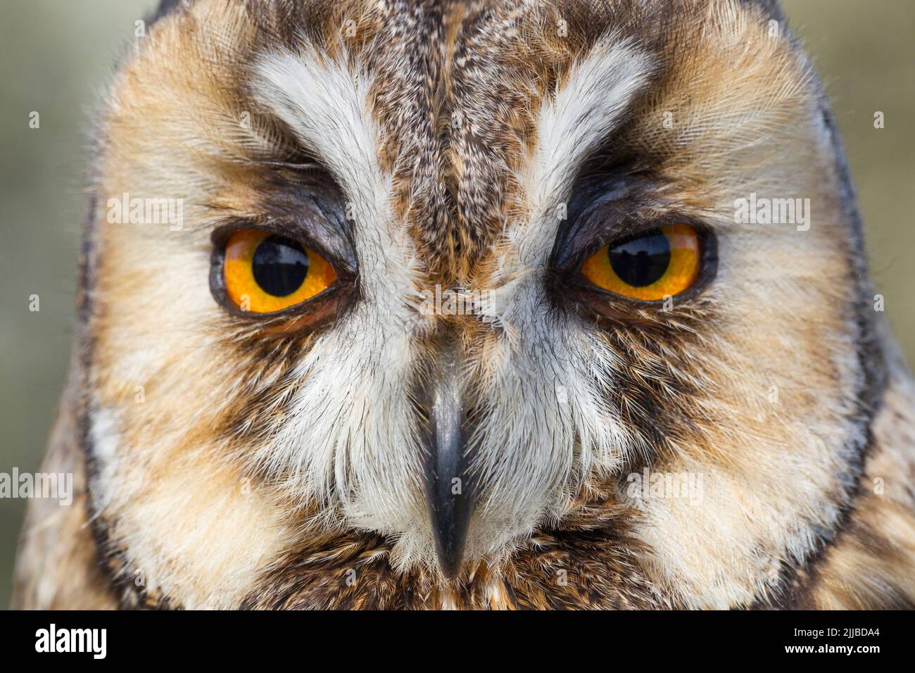 Long-eared owl Asio otus (captive), profile close-up, Mid Wales ...