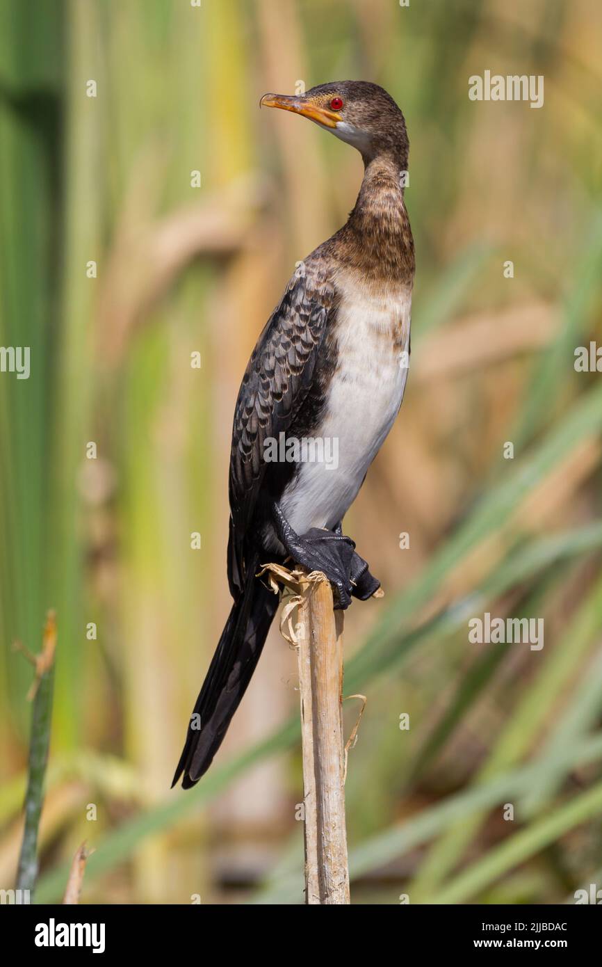 Long-tailed cormorant Microcarbo africanus, juvenile, perched on reed ...