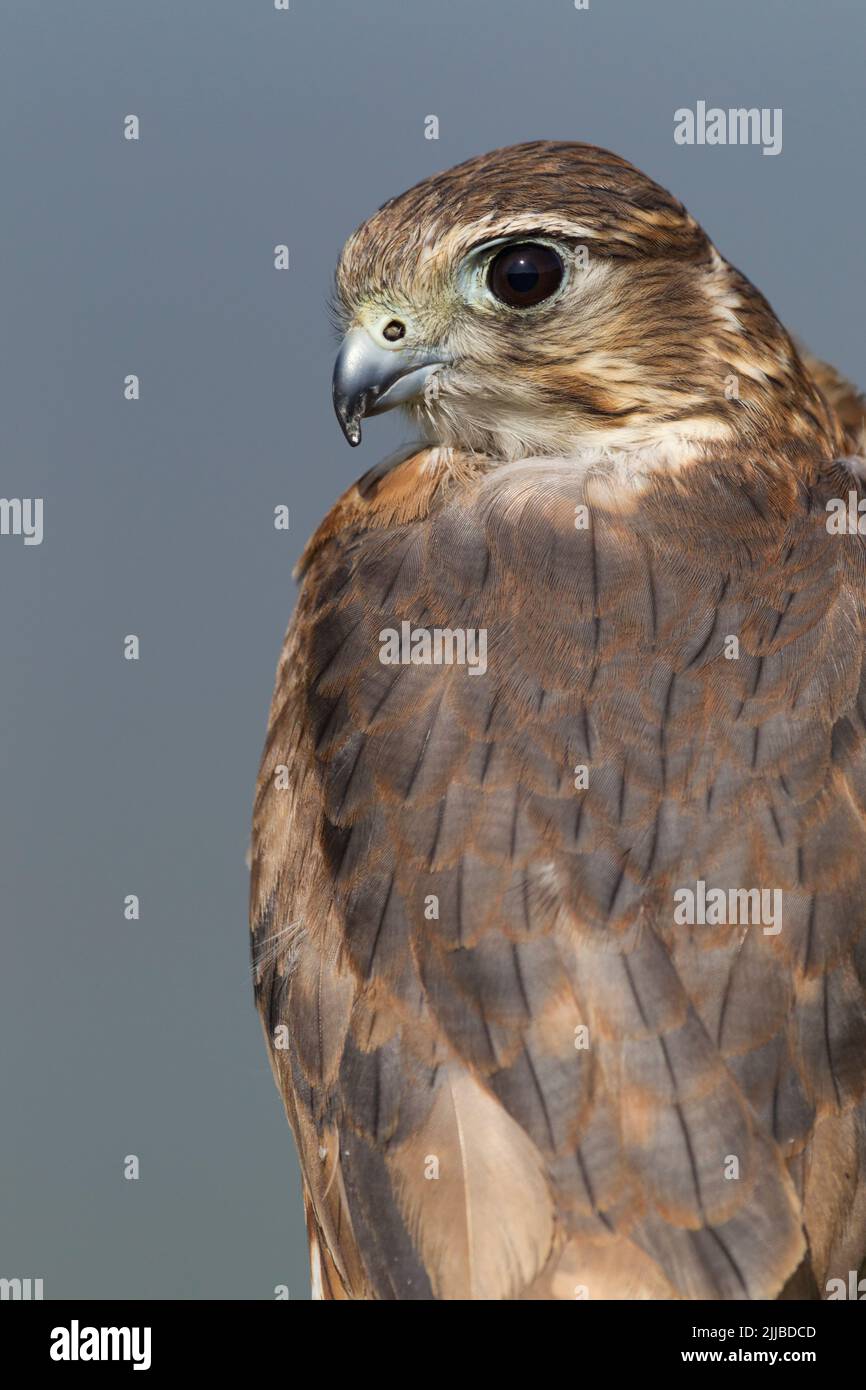 Merlin Falco columbarius (captive), female profile, Castle Caereinion ...