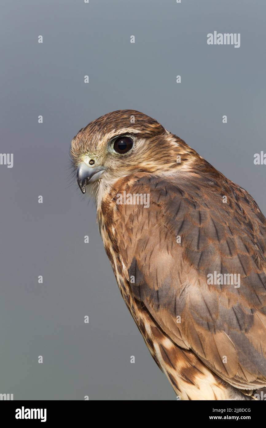 Merlin Falco columbarius (captive), female profile, Castle Caereinion ...