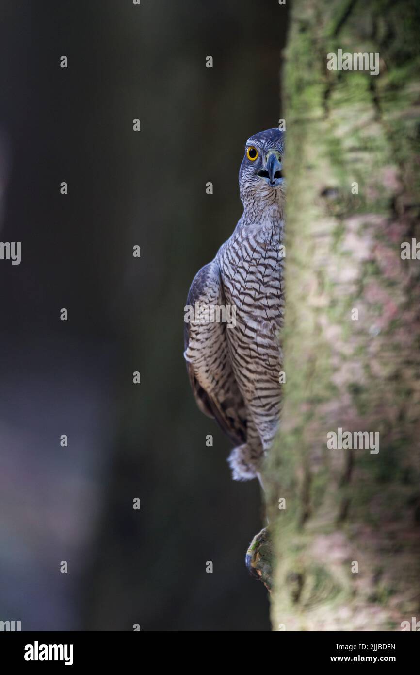 Northern goshawk Accipiter gentilis (captive), adult male peering ...