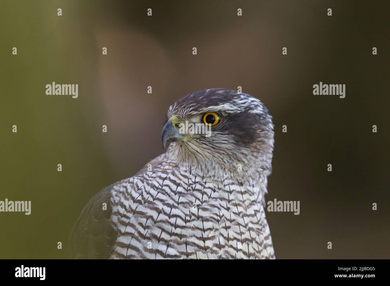 Northern goshawk Accipiter gentilis (captive), adult male peering ...