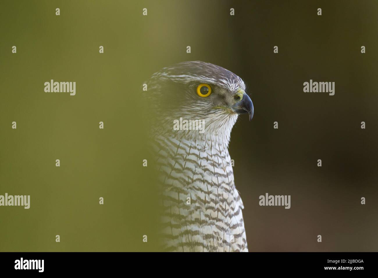 Northern goshawk Accipiter gentilis (captive), adult male peering ...