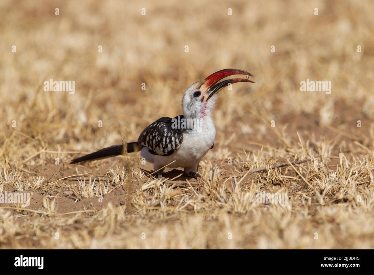 Northern red-billed hornbill Tockus erythrorhynchus, adult male ...