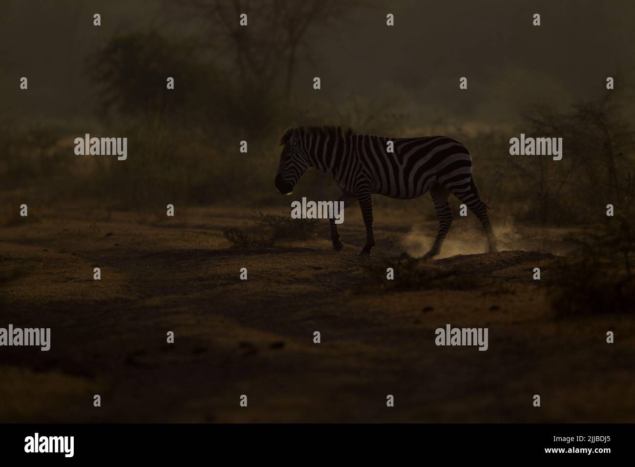 Kicking zebra hi-res stock photography and images - Alamy
