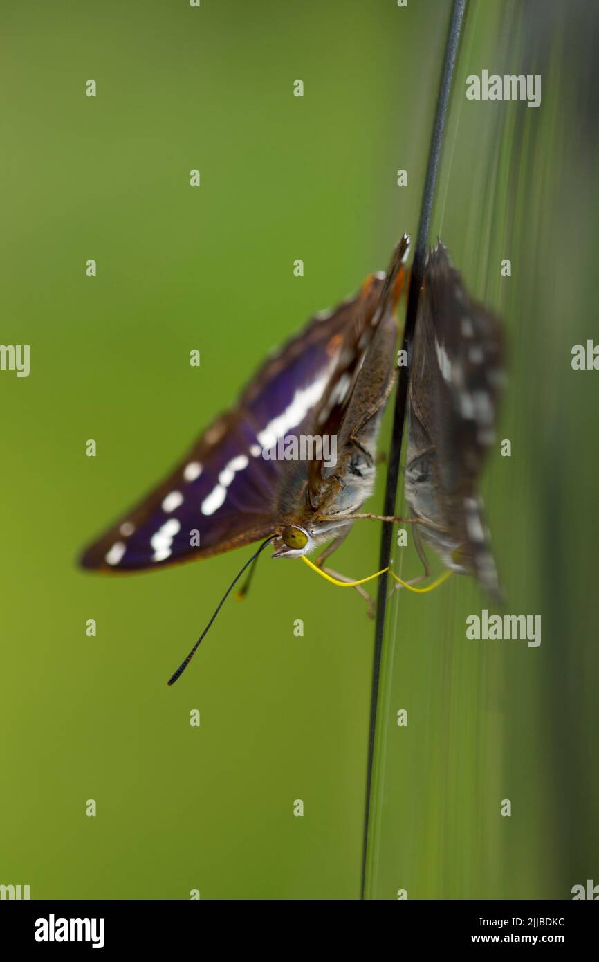 Purple emperor Apatura iris, adult male, feeding along edge of motor ...