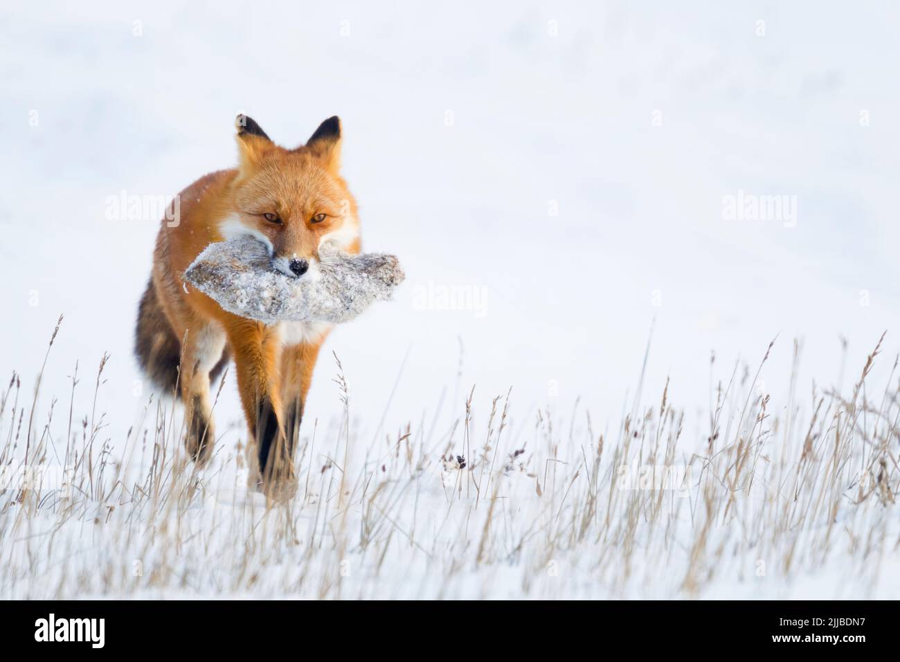 Red fox Vulpes vulpes, with frozen rabbit on Arctic tundra near Prudhoe ...