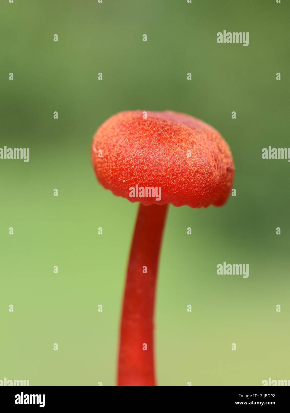 Vermilion waxcap Hygrocybe miniata red cap fungus closeup Stock Photo ...