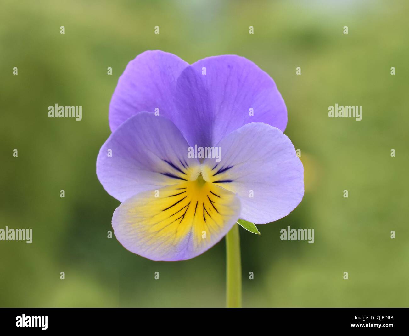 Blue pansy flower hi-res stock photography and images - Alamy