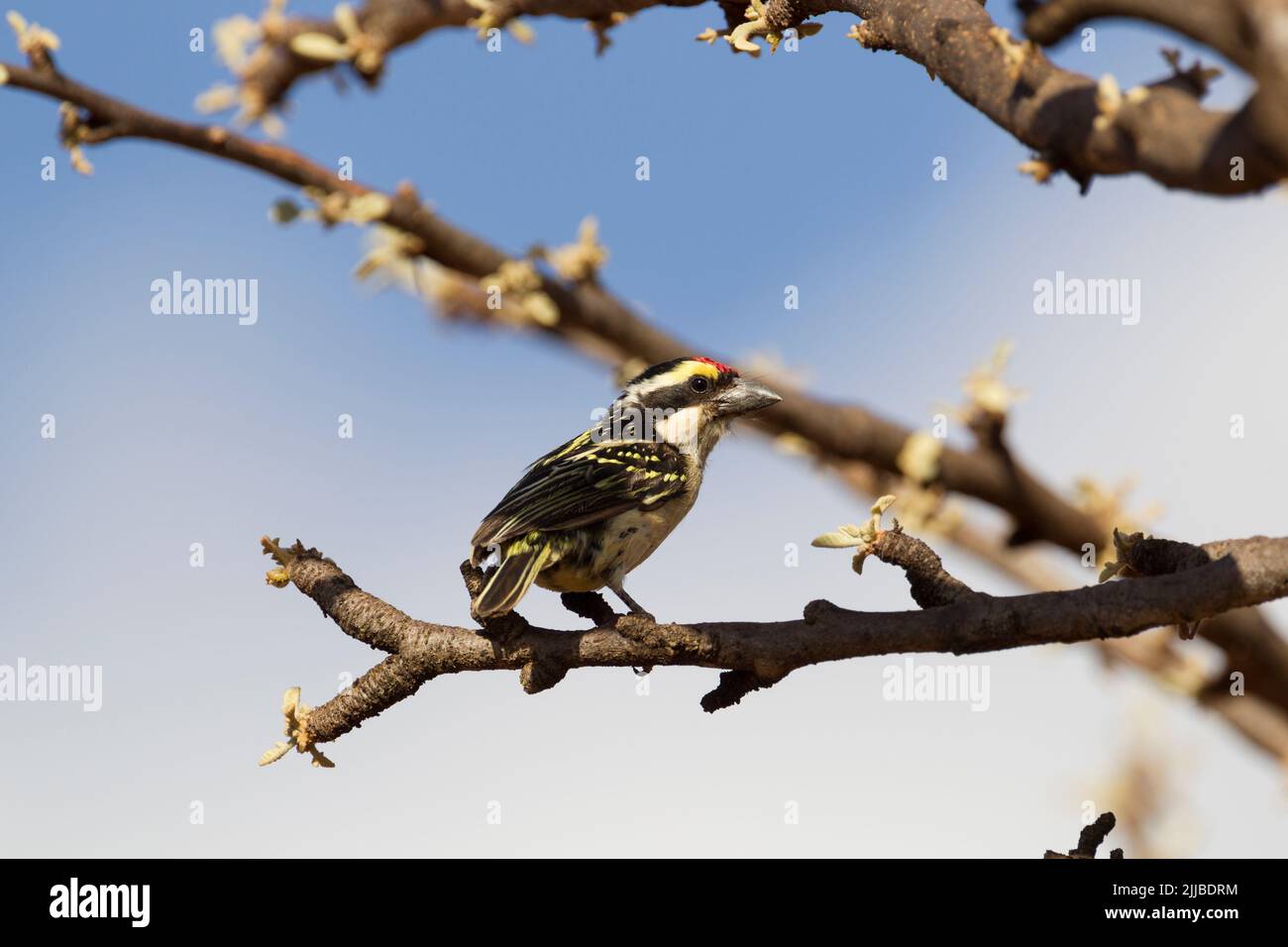 Red-fronted barbet Tricholaema diademata, adult, perched in trees ...
