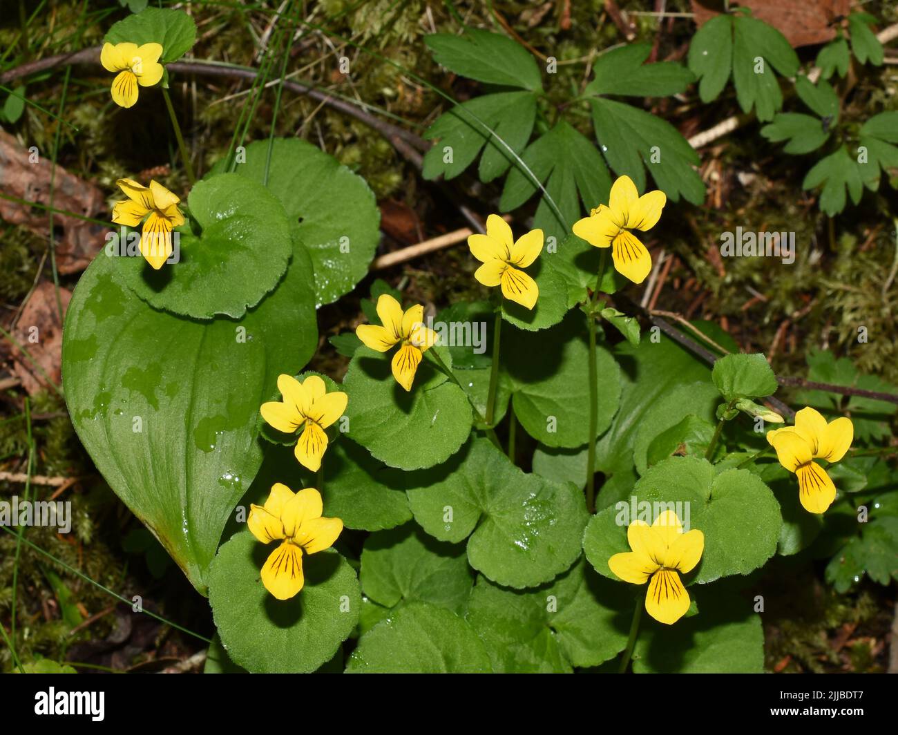 alpine yellow-violet Viola biflora flowering in a forest Stock Photo ...