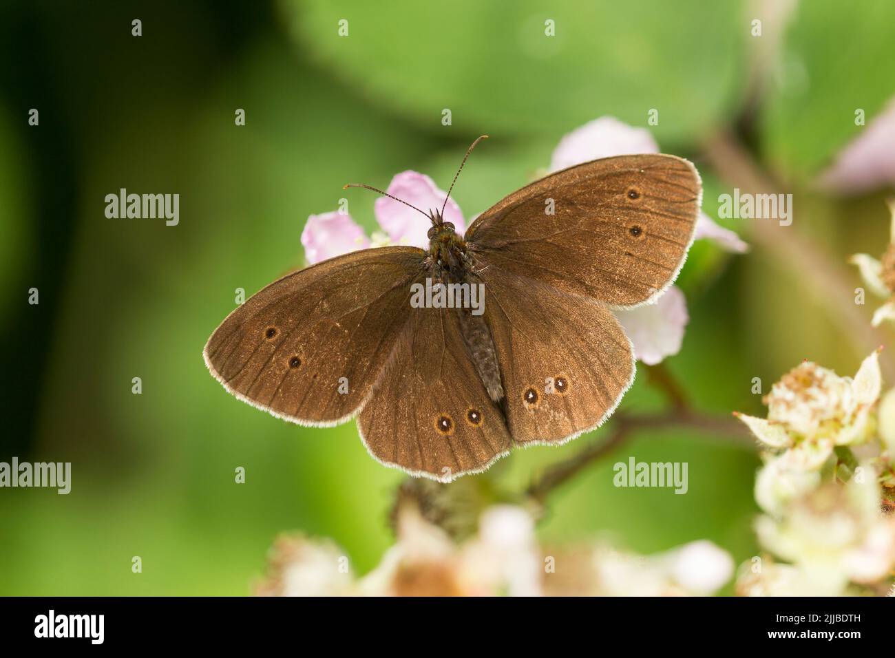 Ringlet Aphantopus hyperantus, adult, baskin on bramble, Bernwood ...