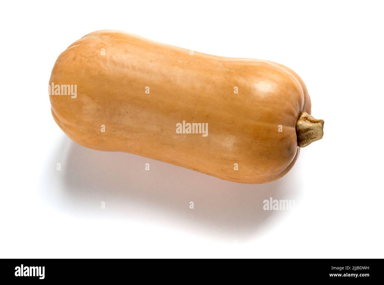 Fresh organic butternut squash isolated on white background Stock Photo ...