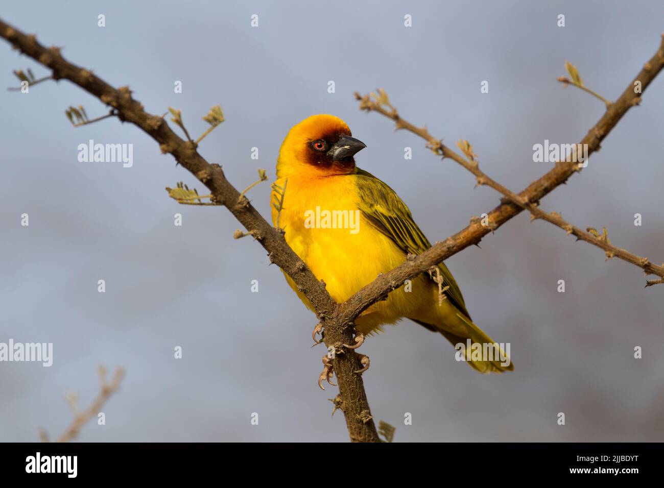 Rüppell's weaver Ploceus galbula, adult male, perched in tree, Wabe ...