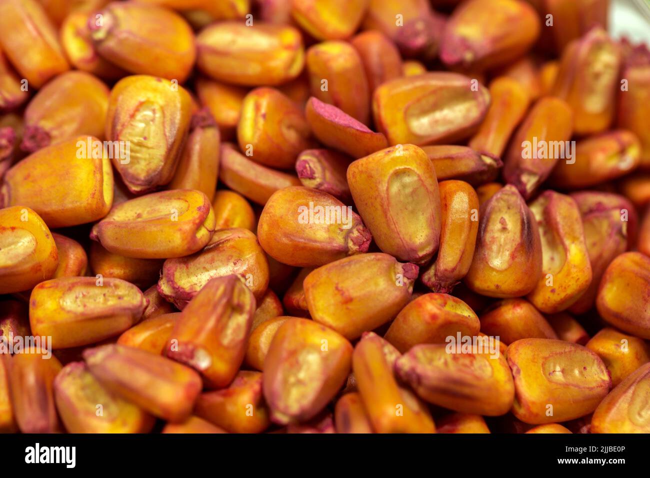Corn seeds in petri dishes with a red pesticideclose-up. Corn in Petri ...