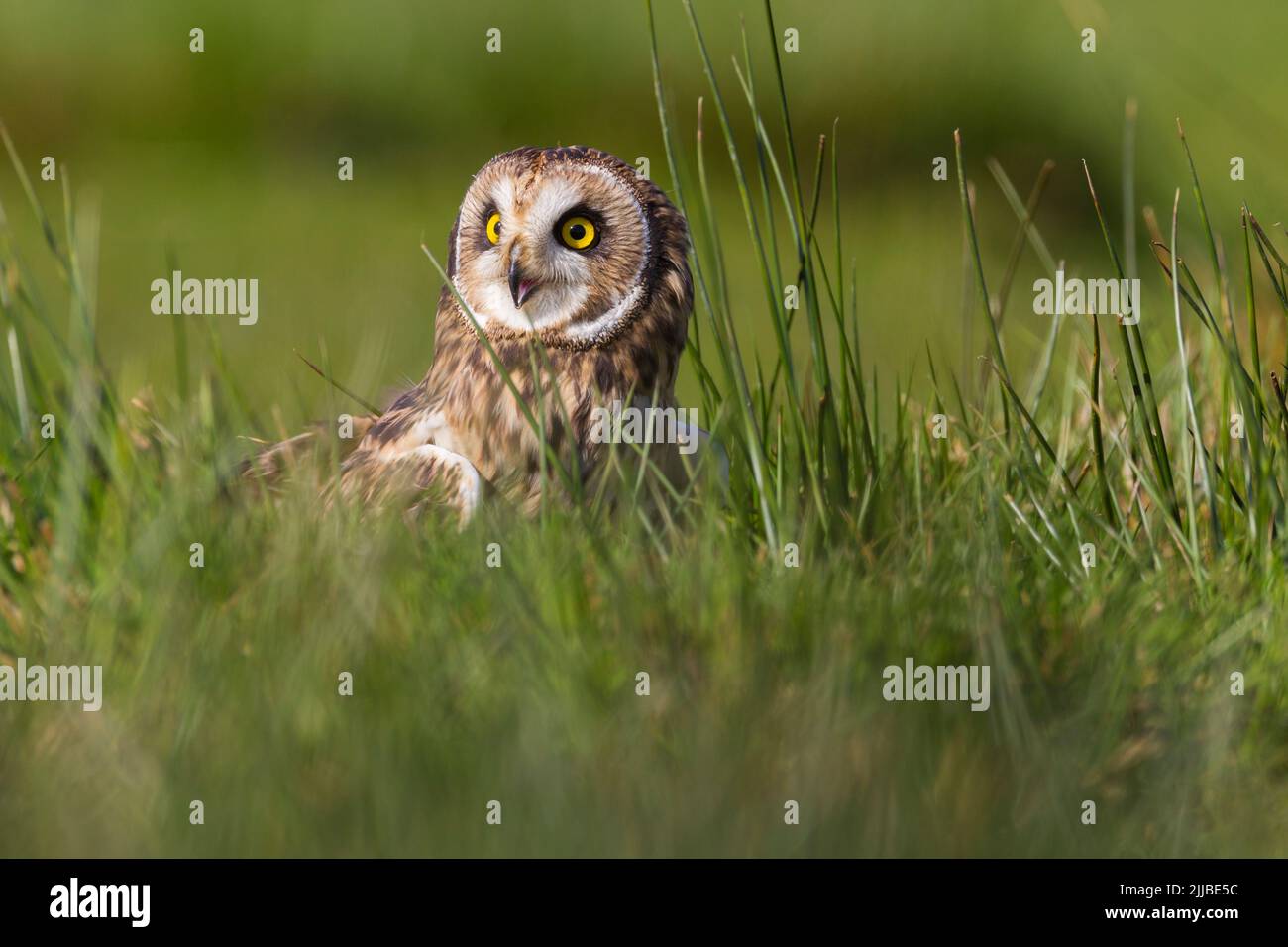 Short-eared owl Asio flammeus (captive), perched in grass, Castle ...