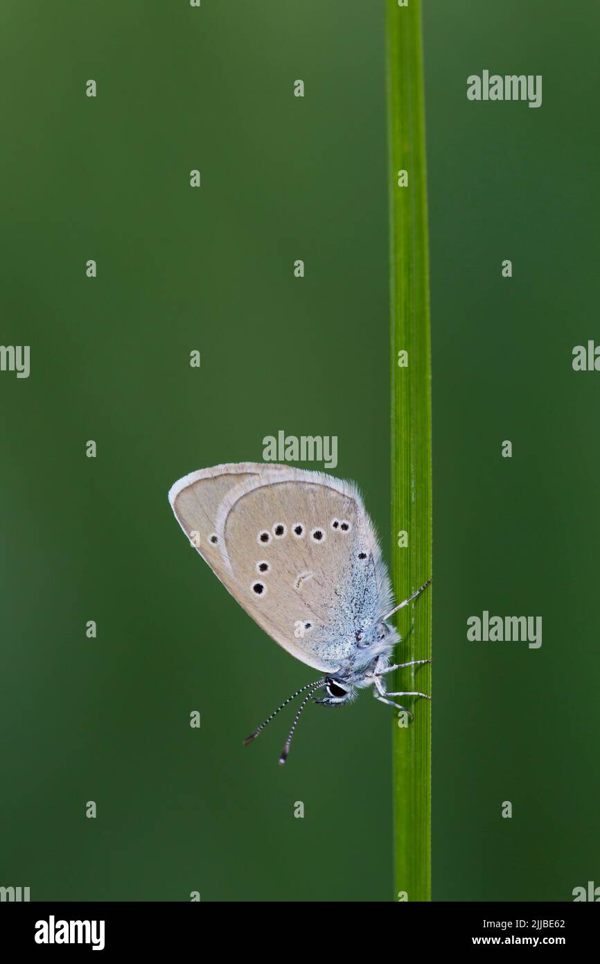 Small blue Cupido minimus, roosting on grass stem at St. Meyme de ...