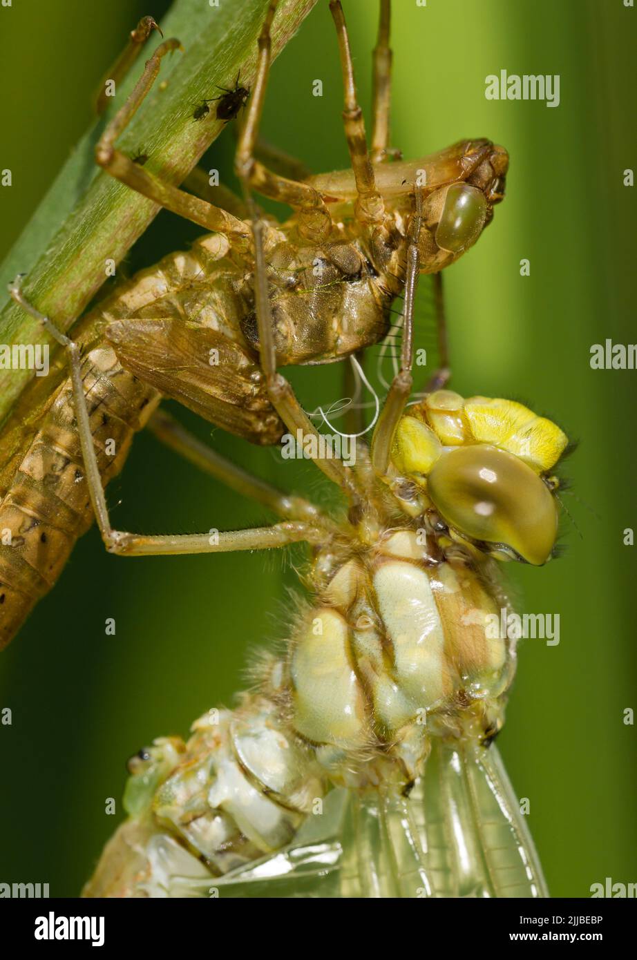 Southern hawker Aeshna cyanea, emerging from exuvia at Bentley Wood ...