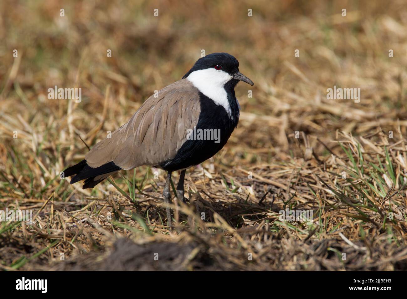 Spur-winged lapwing Vanellus spinosus, adult, on grazed grassland ...