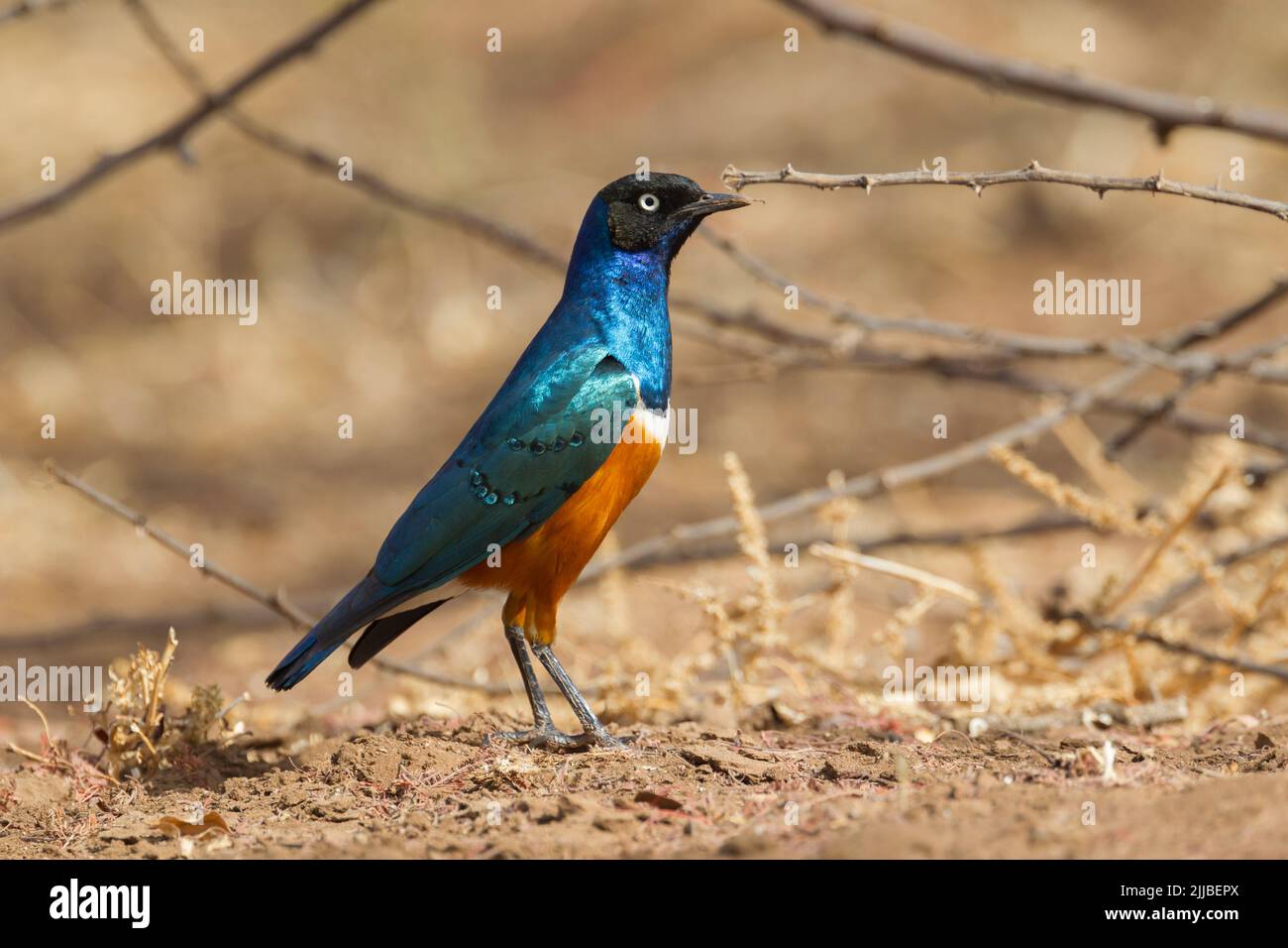 Superb starling Lamprotornis superbus, adult, perched, Ethiopia, March ...