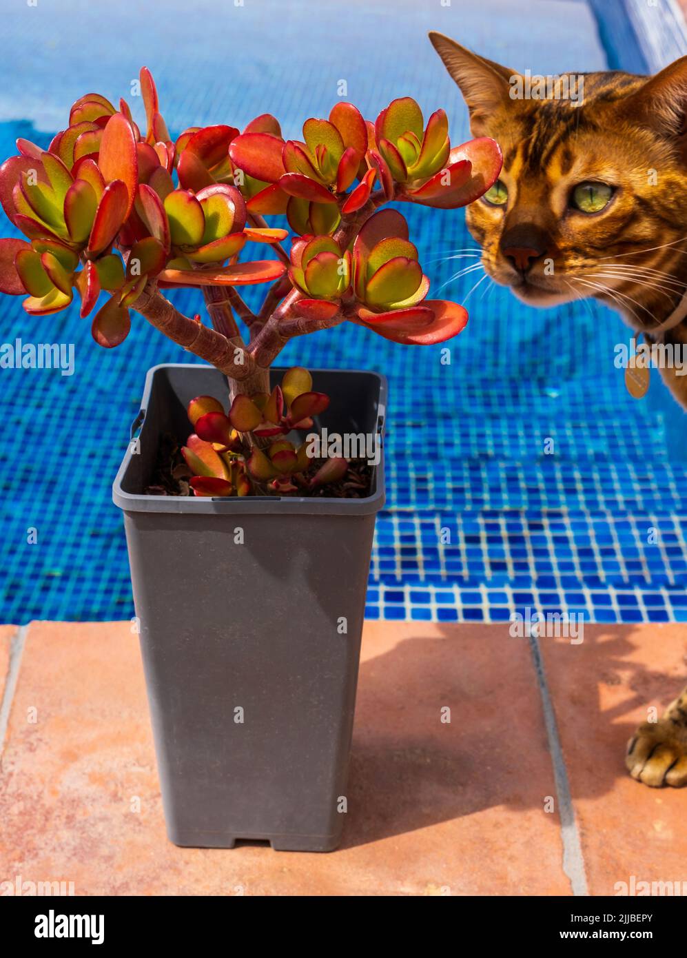 Succulent Crassula ovata 'Hummel's Sunset' in a pot in the garden near ...