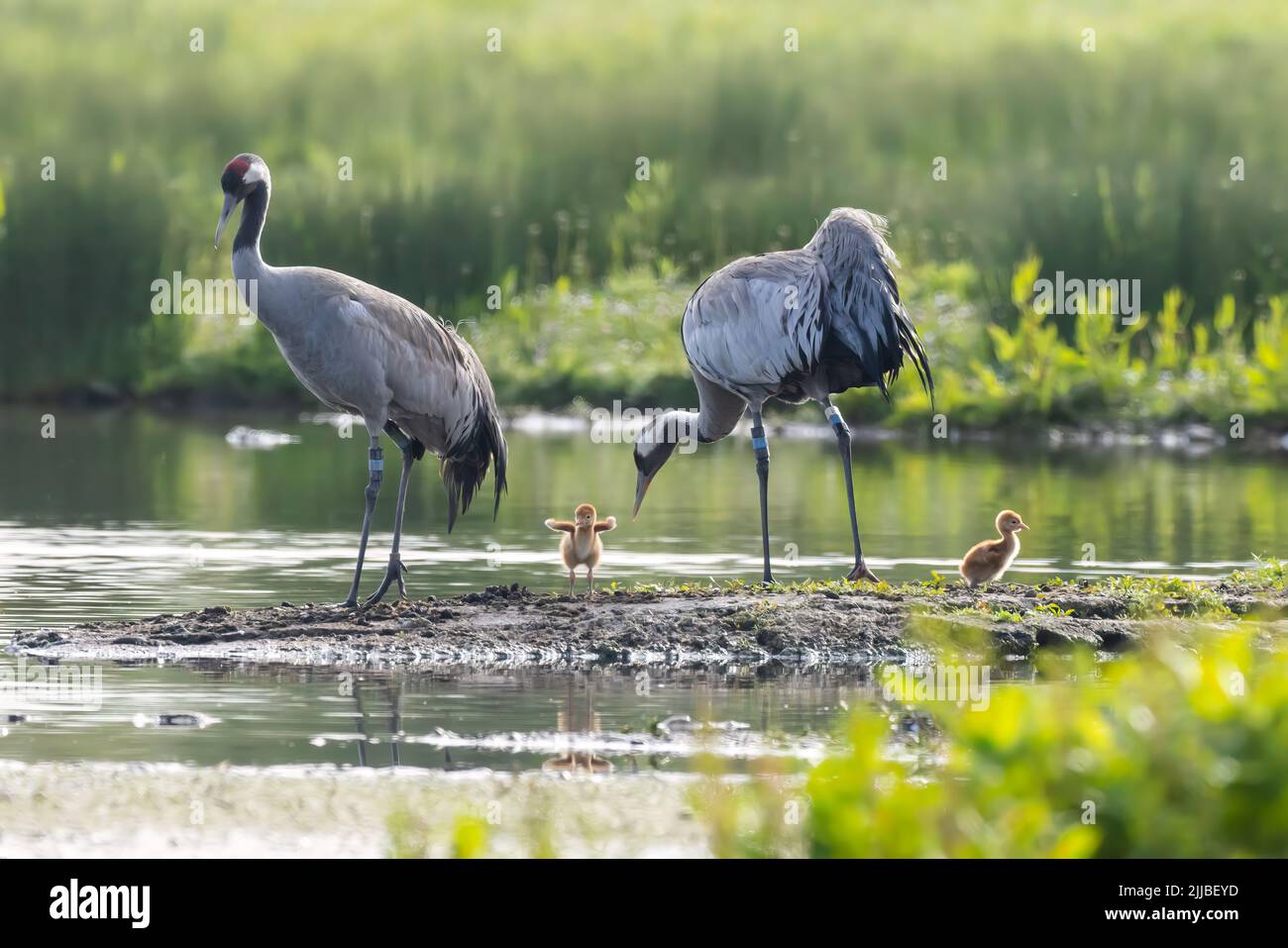 Common Crane family Stock Photo - Alamy