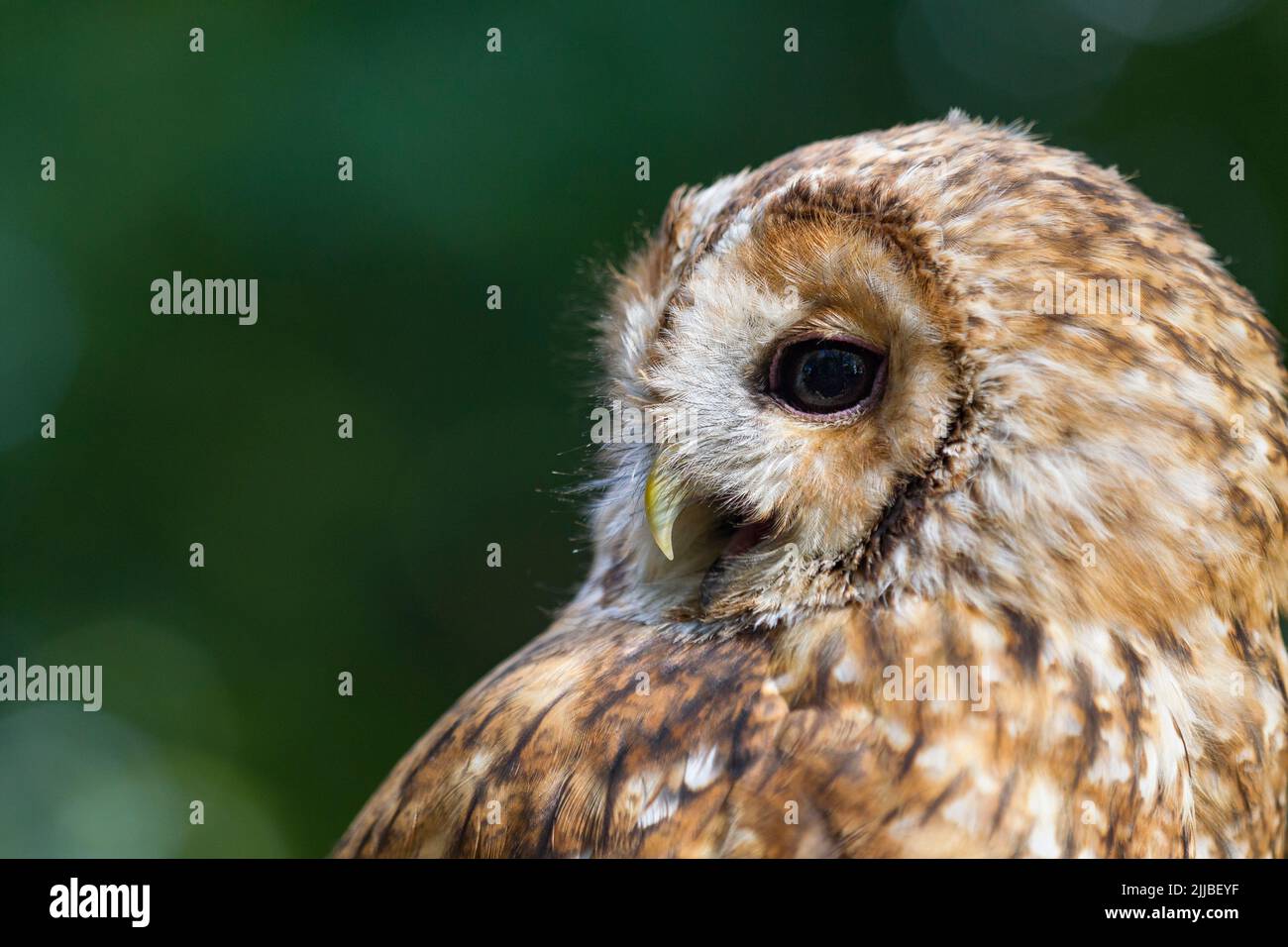 Tawny owl Strix aluco (captive), adult male profile, Hawk Conservancy ...