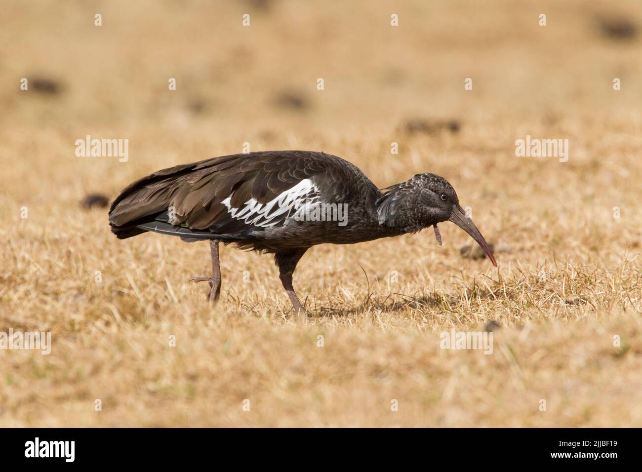 Wattled ibis Bostrychia carunculata, adult, foraging on open savannah ...