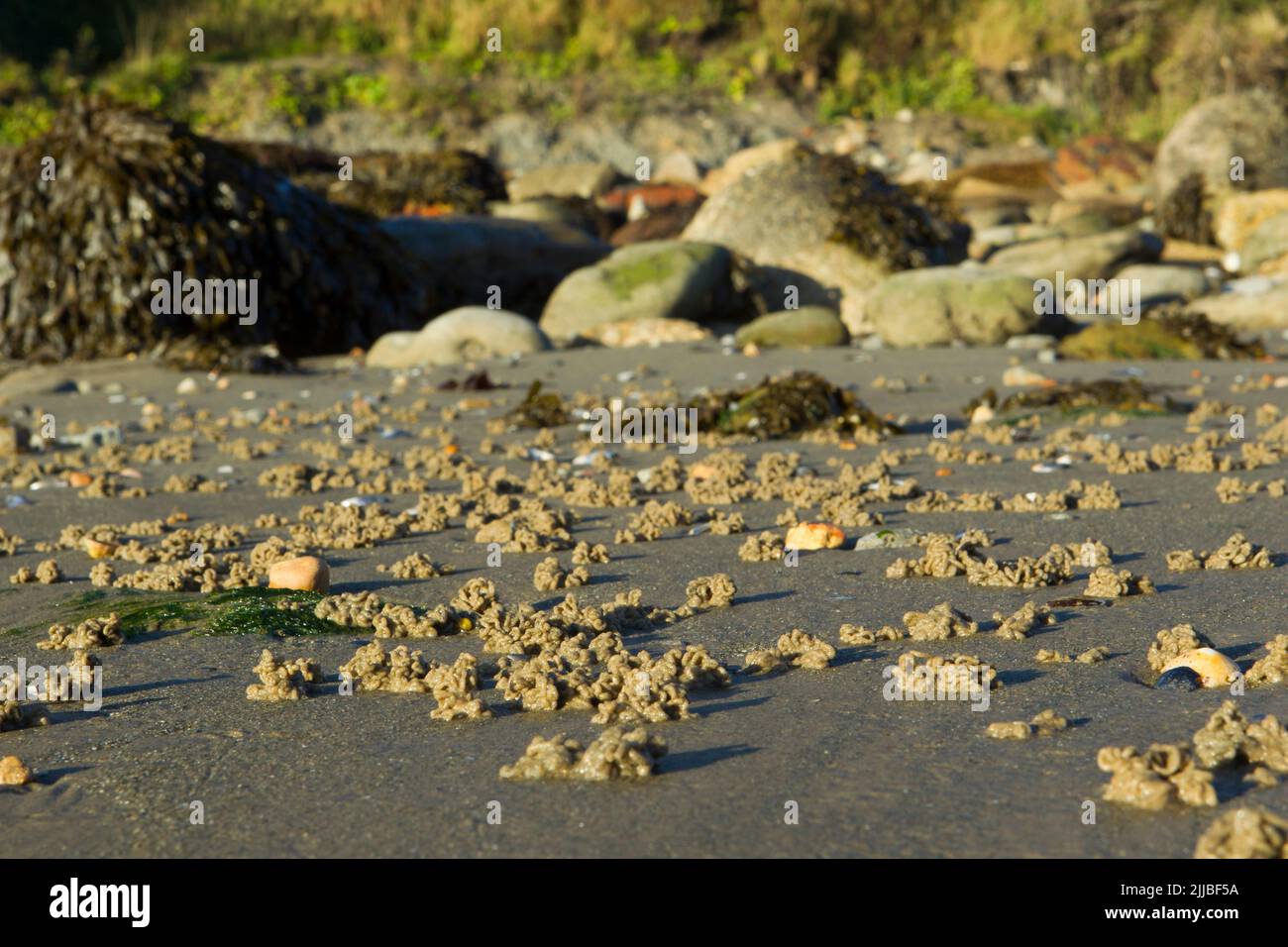 Landscape view of worm casts on wet sand at beach near Folkestone, Kent ...