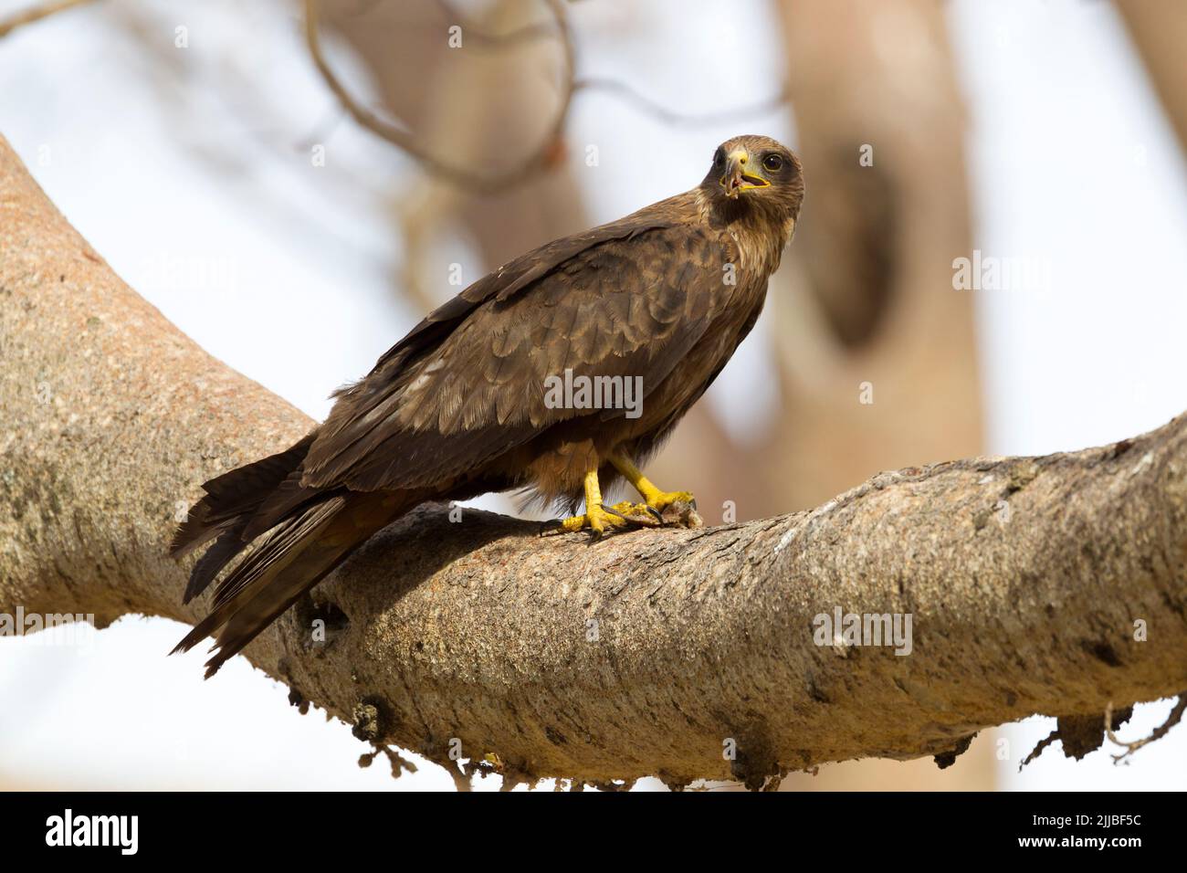 Yellow-billed kite Milvus migrans aegyptius, juvenile, perched in tree ...