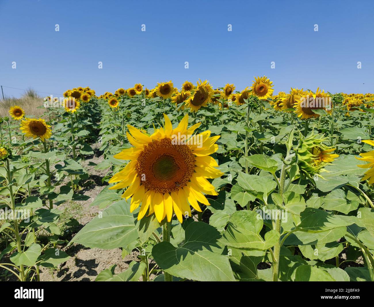 Yellow sunflowers. Field of sunflowers, rural landscape Stock Photo - Alamy