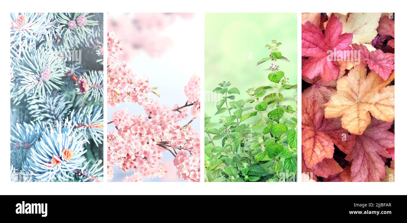 Four seasons of year. Set of vertical nature banners with winter ...