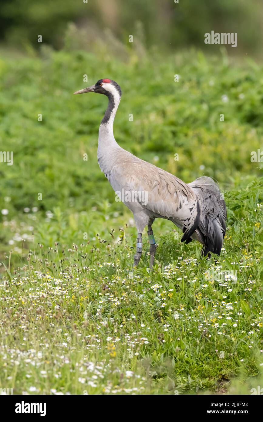 Common crane uk hi-res stock photography and images - Alamy