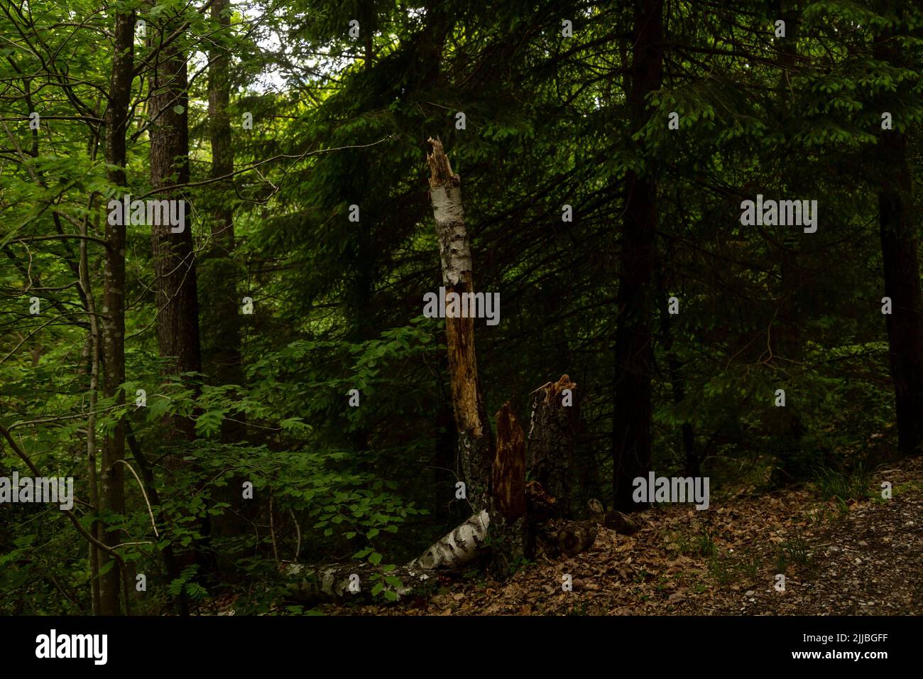 Biodiversity tree stump hi-res stock photography and images - Alamy