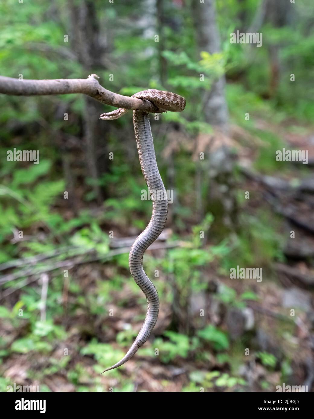 Halys pit viper gloydius halys hi-res stock photography and images - Alamy