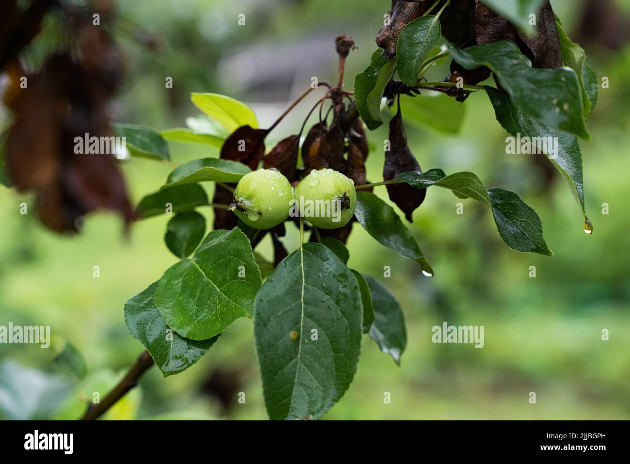 Wild apple tree hi-res stock photography and images - Alamy