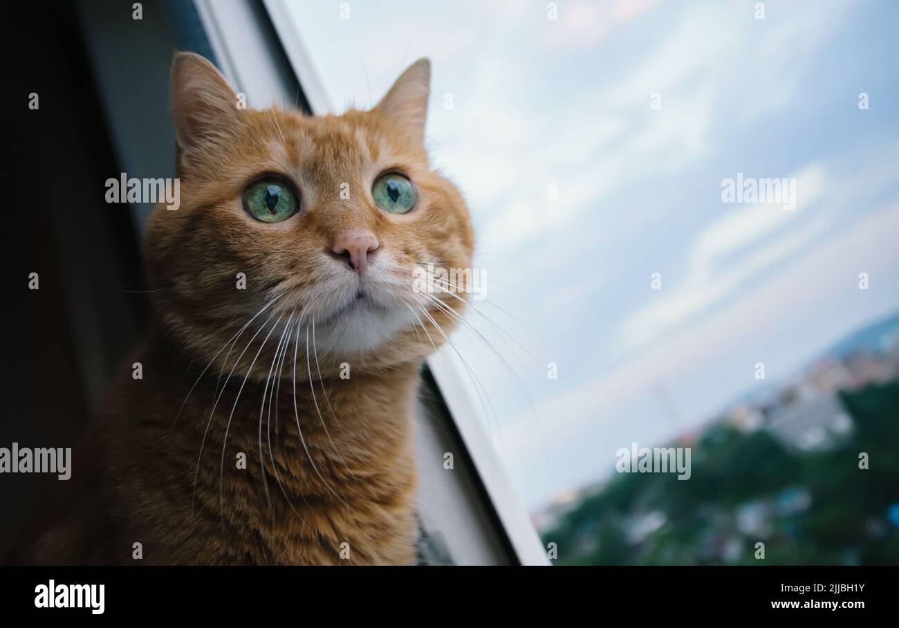 Ginger cat looks out hi-res stock photography and images - Alamy