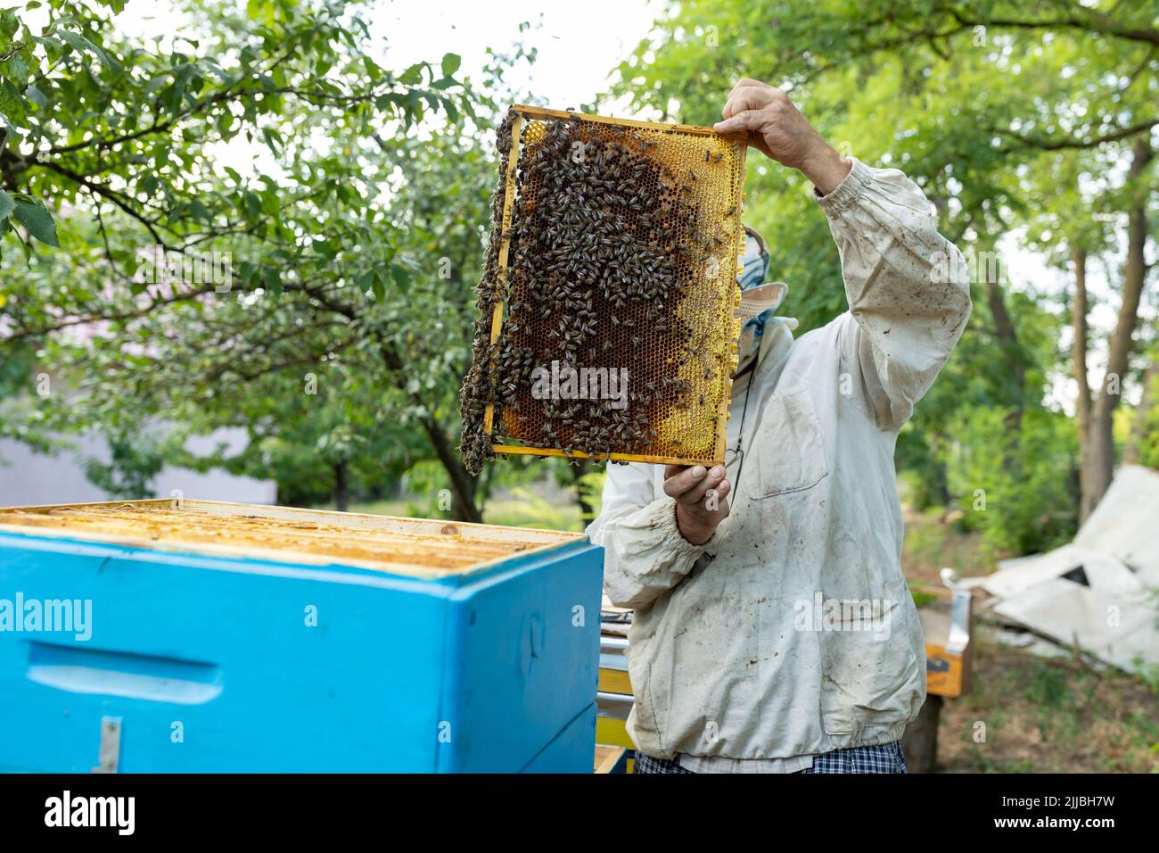 Inspecting insects hi-res stock photography and images - Alamy