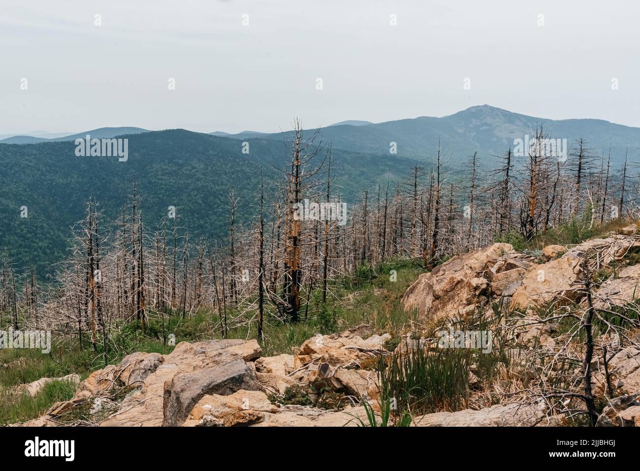 High mountains of Russia, Mount Falaza with trees broken by the wind ...