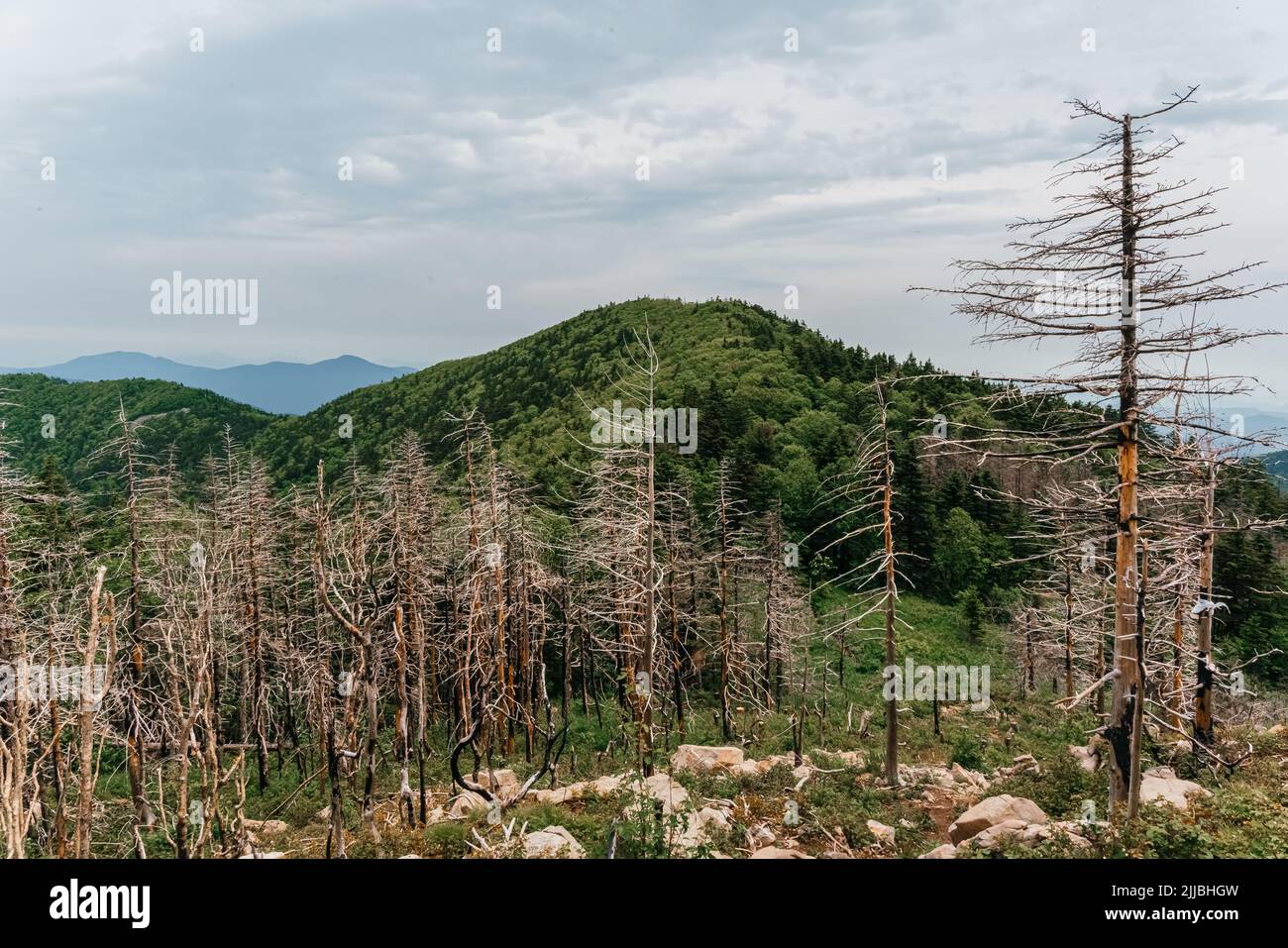 High mountains of Russia, Mount Falaza with trees broken by the wind ...